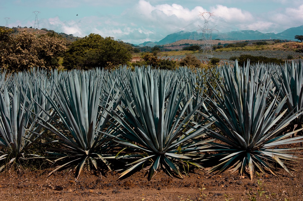 AgaveLuz | Distinctive Organic And Non-organic Tequila