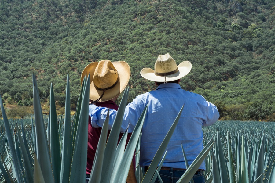 Embodying The Best Tequila Quality - Experience AgaveLuz