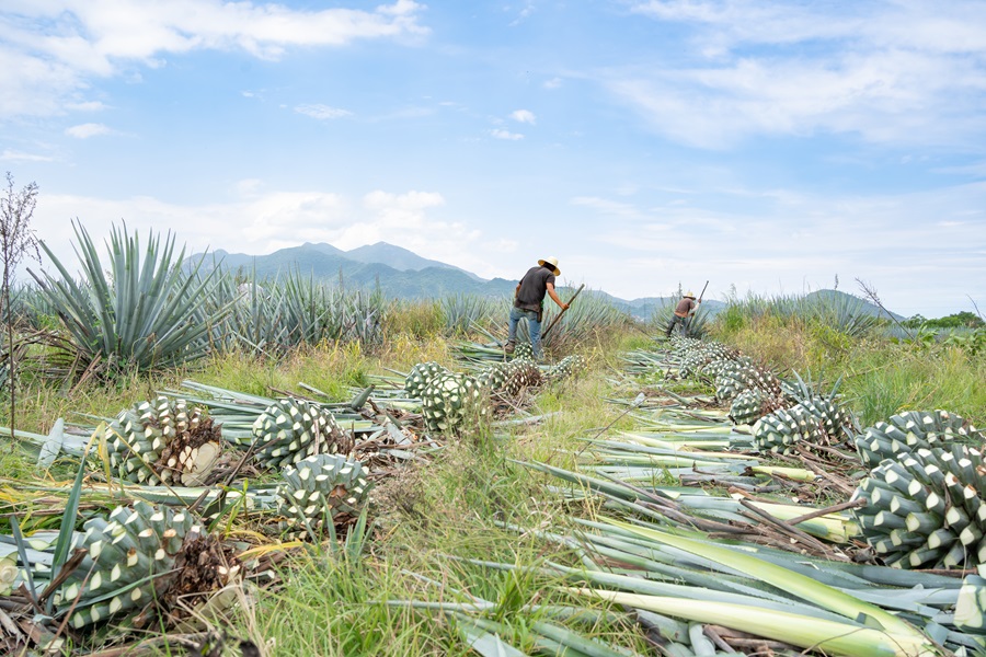 Top Secret Of Where Did Tequila Originated - AgaveLuz