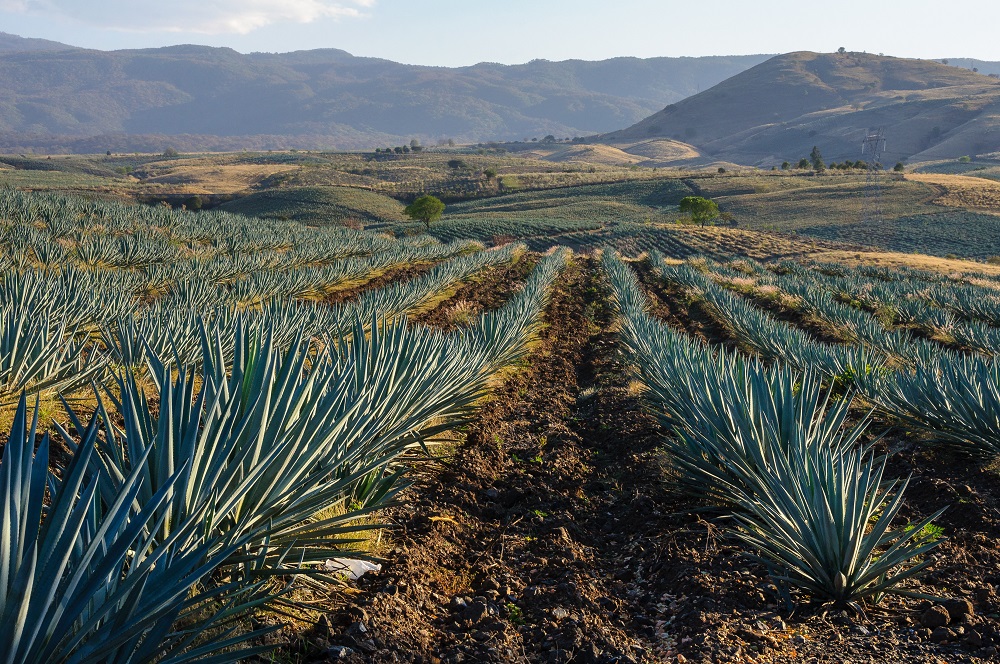 Find The Best Organic Tequila With AgaveLuz Organic Tequila